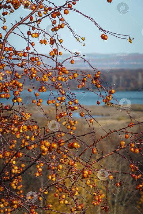 Пейзаж с красными плодами дикой яблони - Ozero - российский фотосток