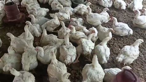 Poultry Farming ব্রয়লার মুরগি পালন পদ্ধতি Project Damosh Day 35 Batch 02 Youtube