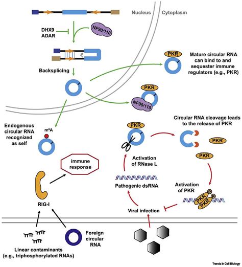 Figure 2 From Biogenesis And Functions Of Circular Rnas Come Into Focus Semantic Scholar