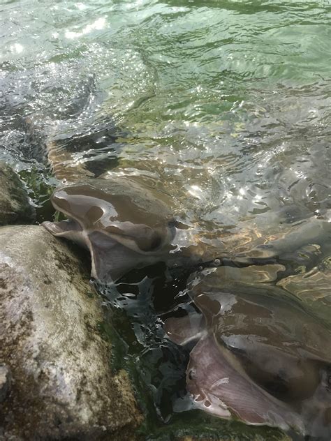 Stingrays Asking For Food Rstingrayloversunited