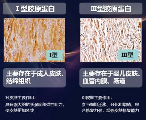 胶原科普系列 带你走进胶原蛋白的世界2 胶原蛋白知识课堂 新闻资讯天津世纪康泰生物医学工程有限公司