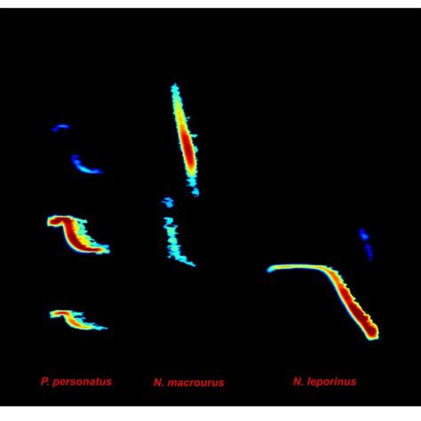 Spectrograms Of Echolocation Calls Of Fve Bat Species Recorded In The Download Scientific