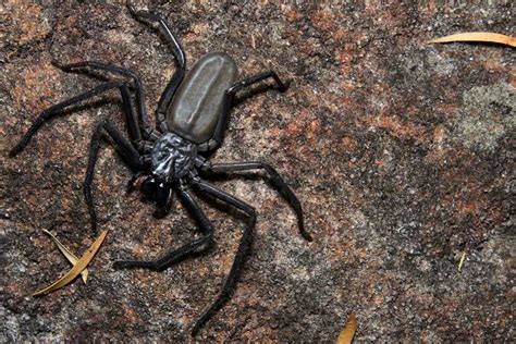 20 Astounding Facts About Flat Rock Spider Facts Net
