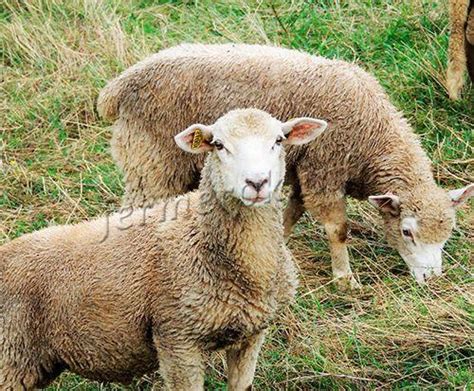 Разведение овец в домашних условиях породы содержание и уход