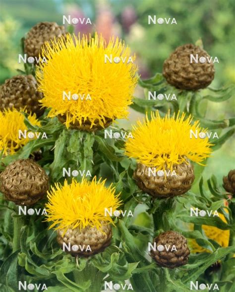 Centaurea Macrocephala