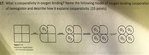 Solved What Is Cooperativity In Oxygen Binding Name The