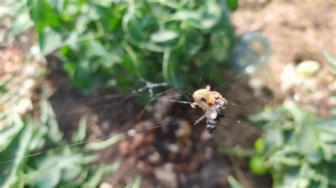 Premium Photo A Spider Has Caught A Web Of Flies In Its Net And Is