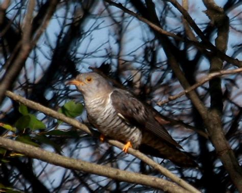 ホトトギス 治水緑地の野鳥日記