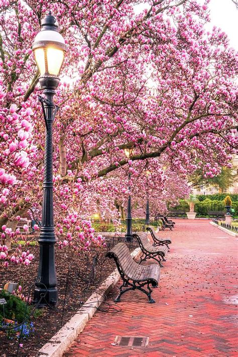 Park In Flowers Photograph By Nandor Nagy Fine Art America