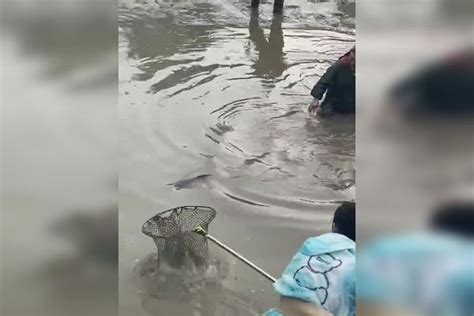 男子拿抄网淤泥池里捞到大鱼没想到大鱼一个翻身自由自在逃进泥水里这直接捞了个寂寞 大鱼 泥水 淤泥