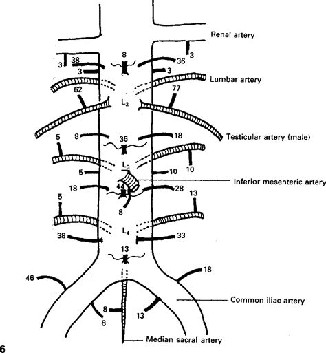 Figure 6 From Arterial Supply To The Lumbar Lymph Nodes In Man
