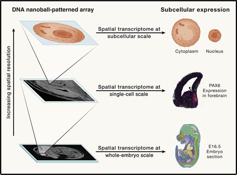 Mouse Organogenesis Atlas At Single Cell Resolution Cell