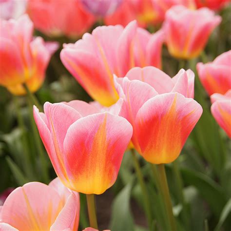 Tulip Tom Pouce® 2012 Tulip Tom Pouce® 2012