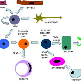 MSC Differentiation Scheme Under Different Signaling Regulations MSCs Download Scientific