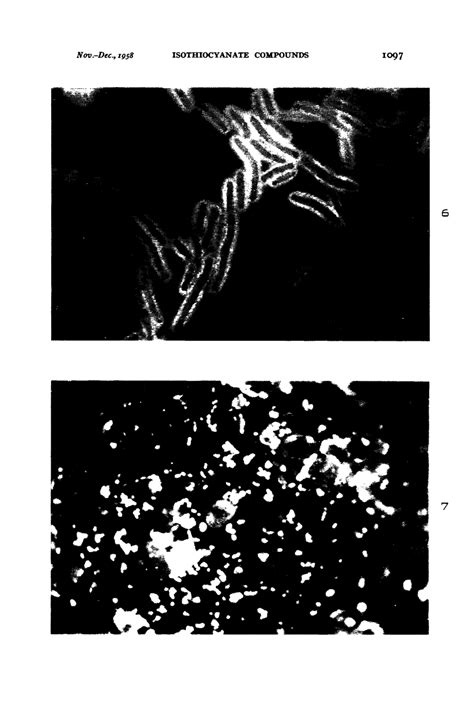 Isothiocyanate Compounds As Fluorescent Labeling Agents For Immune Serum Pmc