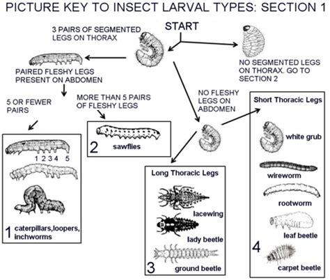 Insect Eggs Identification Guide How To Identify Small Bugs In Your