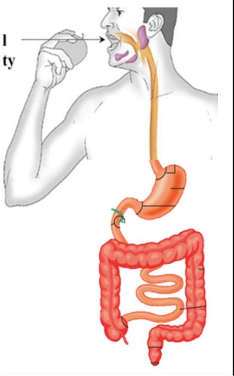 Digestive System Diagram Quizlet