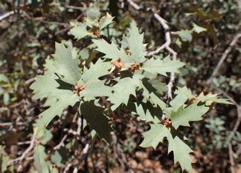 36 Different Types Of Oak Trees Their Identifying Features