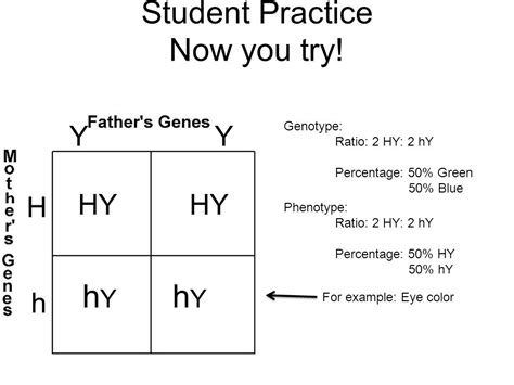 Genotype And Phenotype Ratios