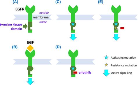 Egfr Mutation Status Determines The Outcome Of Erlotinib As A Therapy