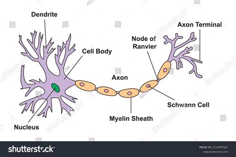 Scientific Designing Neuron Structure Colorful Symbols Stock Vector Royalty Free 2132405561