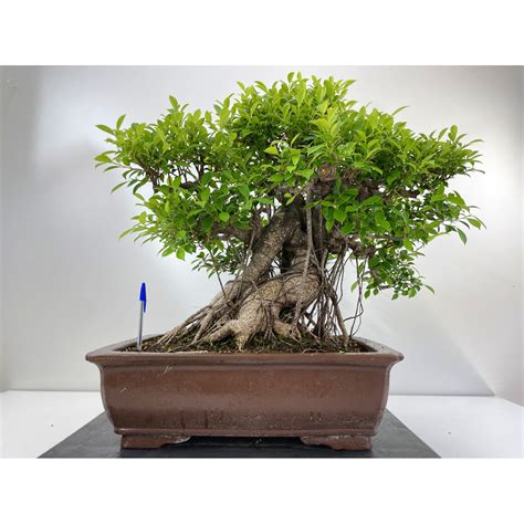 Ficus Retusa