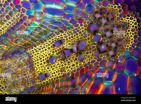 Dahlia Plant Stalk Polarised Light Micrograph Of A Section Through The