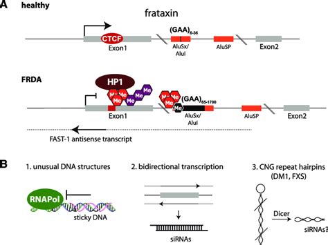 Triplet Repeat Induced Heterochromatin Formation In Friedreichs Ataxia Download Scientific
