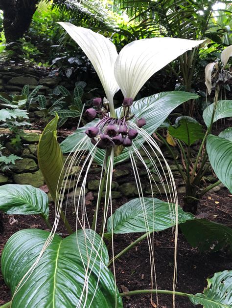 Tacca Integrifolia White Bat Plant Mother Earth Nursery