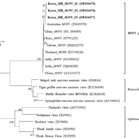 The Phylogenetic Tree Was Constructed Using The Neighbor Joining