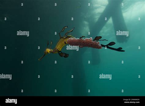 Mating Life Of Port Philip Bay Stock Photo Alamy