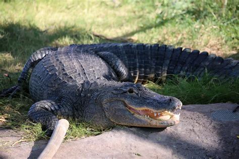 How Often Do Alligators Eat