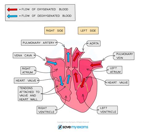 Edexcel IGCSE Biology 复习笔记 2 8 10 The Heart 翰林国际教育
