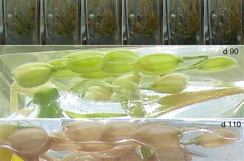 国际首次！中国空间站种出的水稻种子长这样