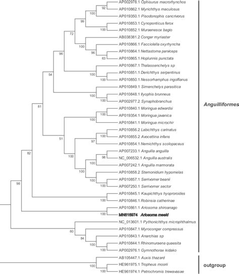 Neighbor Joining Phylogenetic Tree Bootstrap Repeat Is 10 000 Of 36 Download Scientific