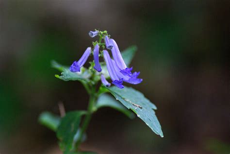 花アキチョウジ 変身しちゃおっかな 楽天ブログ