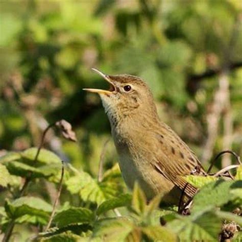 Where Do Grasshopper Warblers Nest Diy Seattle Where Do Grasshopper Warblers Nest Diy Seattle