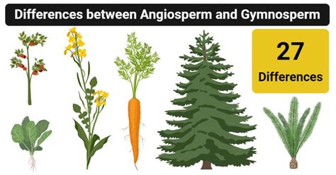 27 Differences Between Angiosperm And Gymnosperm Gymnosperm Kingdom