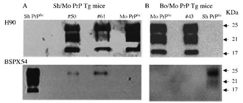 Detection Of Prp Sc In Tg Mice Inoculated With Sheep Prions From Ku Download Scientific