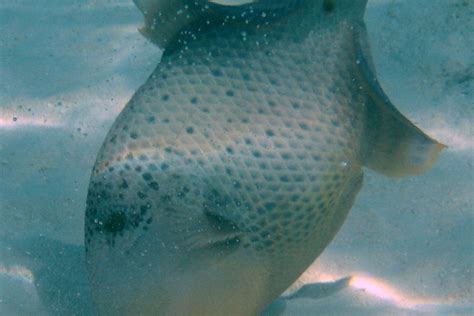 The Yellowmargin Triggerfish Whats That Fish