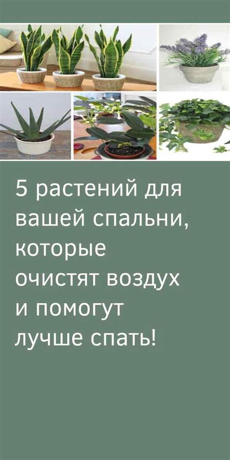 5 растений для вашей спальни которые очистят воздух и помогут лучше спать Растения