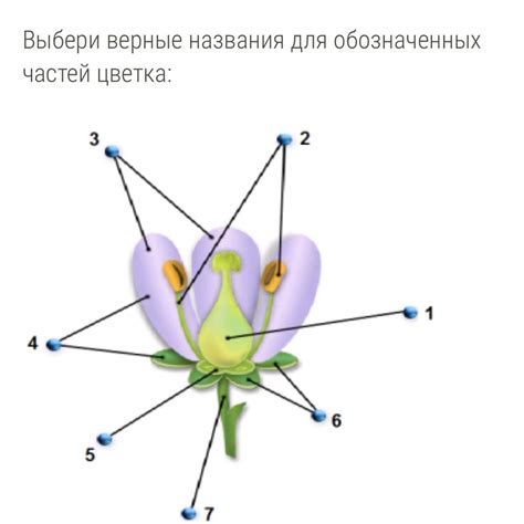 Выбери верные названия для обозначенных частей цветка Школьные Знания Com