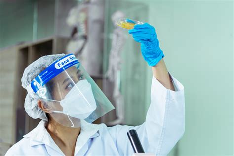 과학자 여자 손을 닫아 유리 페트리 접시 사용 현미경 연구 과학 실험실에서 자르기 여성 손 생화학 과학자 사용 곰팡이 유리 페트리 접시 실험실 화학 실험실 Stem 주제에