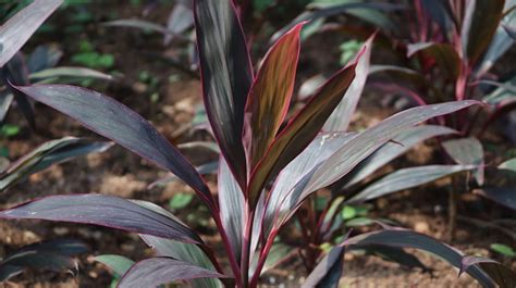 Bunga Bakung Ganyong Coklat Yang Indah Dengan Daun Hijau Di Latar Belakang Bunga Lili Labalaba