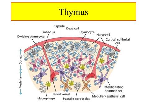 Lymphoid Organ Ppt