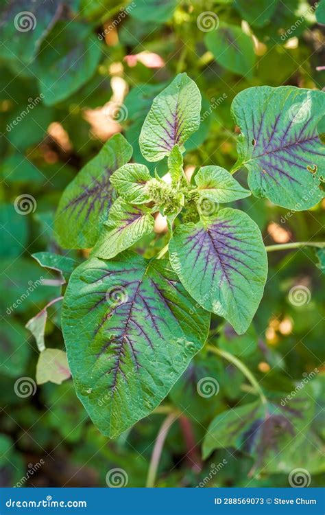 Closeup Of Fresh Amaranth Leaves Grown In The Farm Stock Image Image Of Tree Fresh 288569073