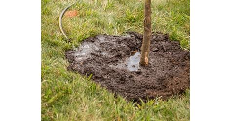 Полива се сутрин или късно вечер Български Фермер