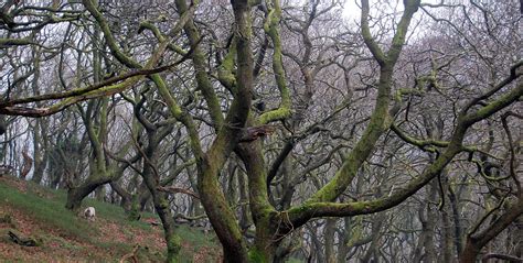 Woody Biomass Livingearth