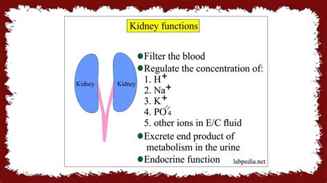 Renal Function Testpptx