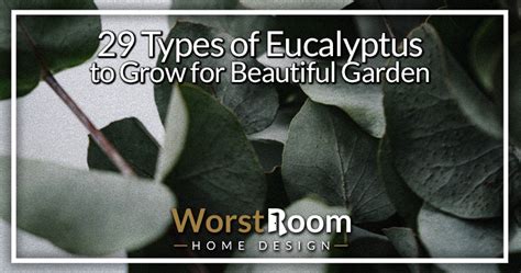 29 Types Of Eucalyptus To Grow For Beautiful Garden Worst Room